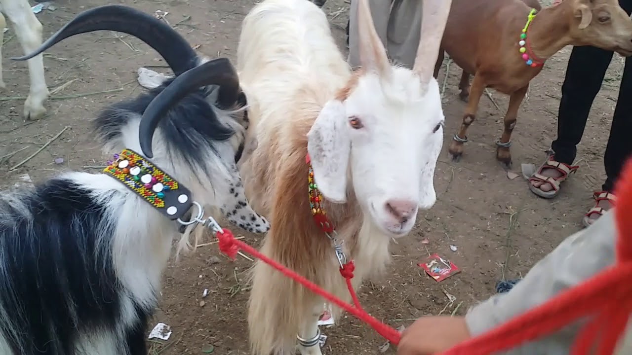 Afghani Breed Fancy International Breed Goats for SALE at Lalukhet ...