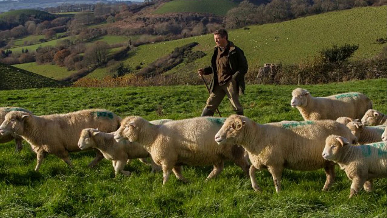 The Dorset flock roaming the downs since Hardy’s time - YouTube