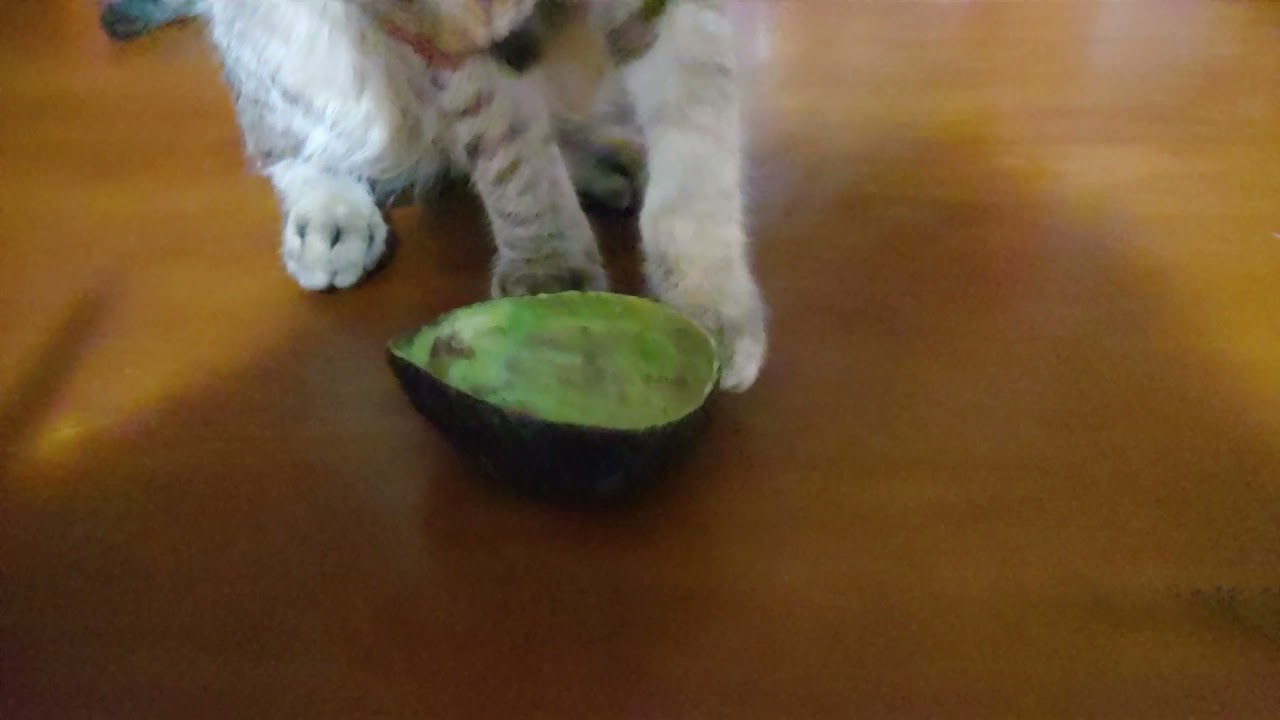 CAT EATING AVOCADO - YouTube
