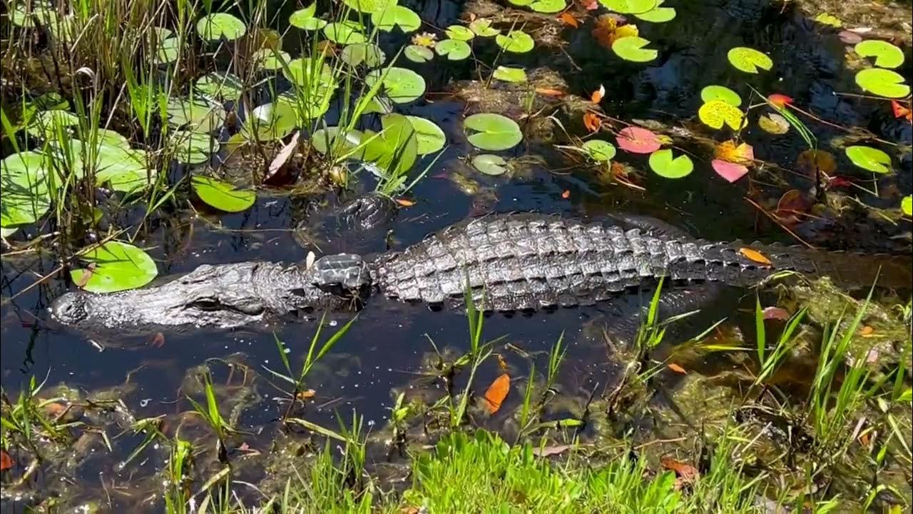 Okefenokee Swamp Park Overview - YouTube