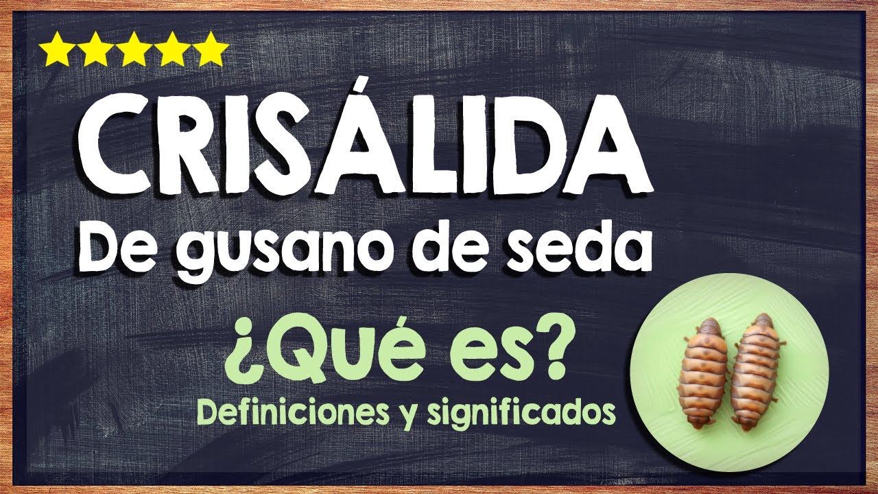 🙏 ¿Qué es una crisálida de gusano de seda? - Explora su formación y ...