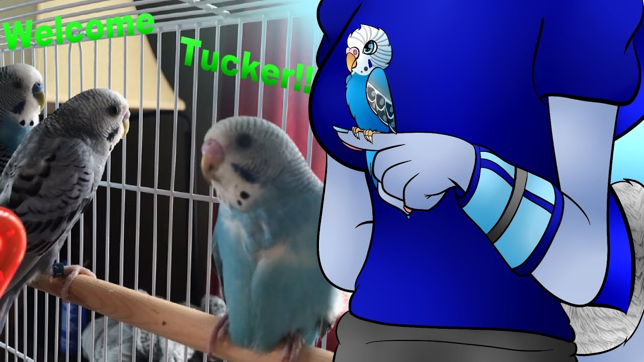 Red vs Birb|Meet my new bird Tucker! - YouTube
