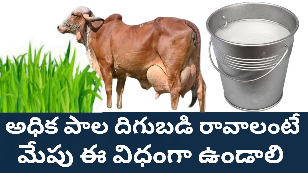 అధిక పాల దిగుబడి రావాలంటే మేపు ఈ విధంగా ఉండాలి Feeding method for high ...