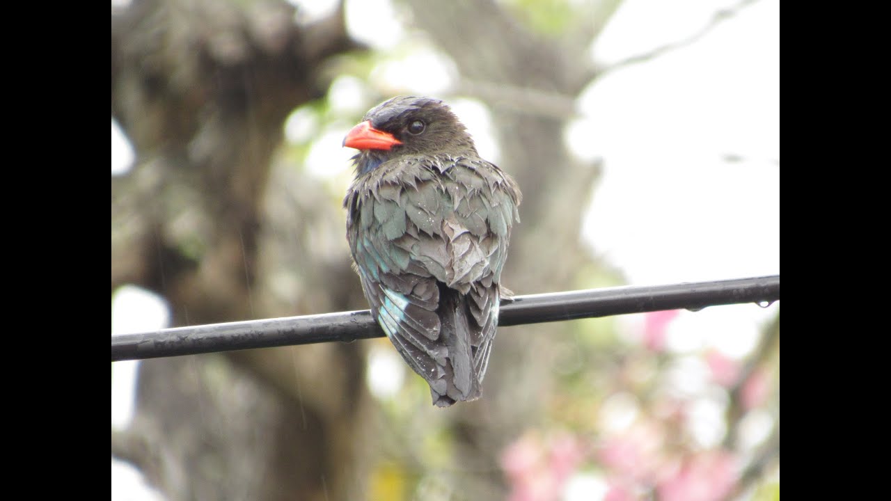 Dollarbird (Eurystomus orientalis) drenching its feathers in the rain ...