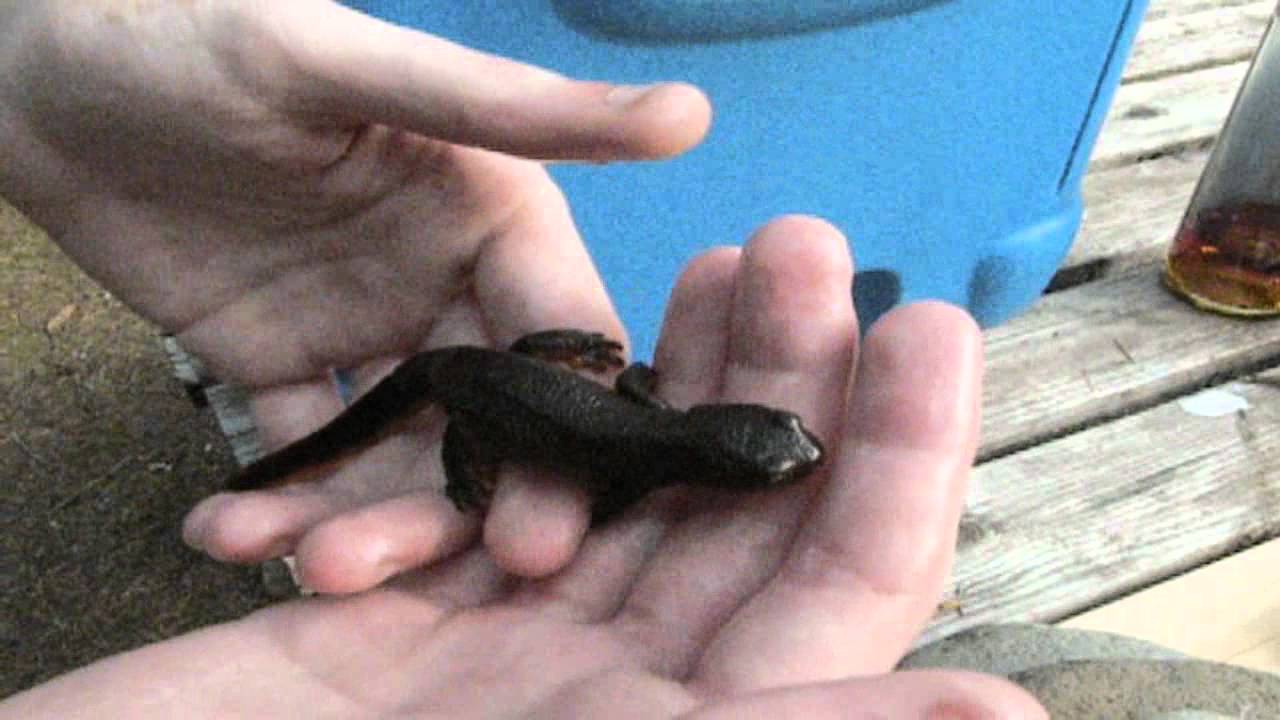 Fresh Water Newt (Wild) - YouTube