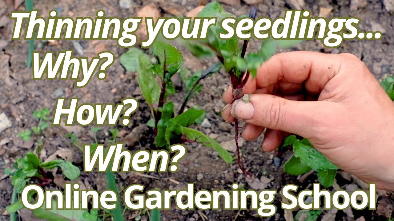 Thinning vegetable seedlings after direct sowing seeds in the organic ...