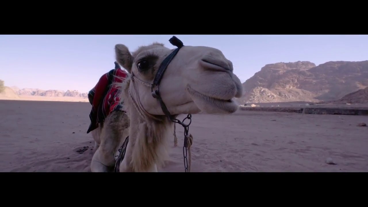 Perfil del jugador - Miracle Team Liquid - Subs Español - YouTube