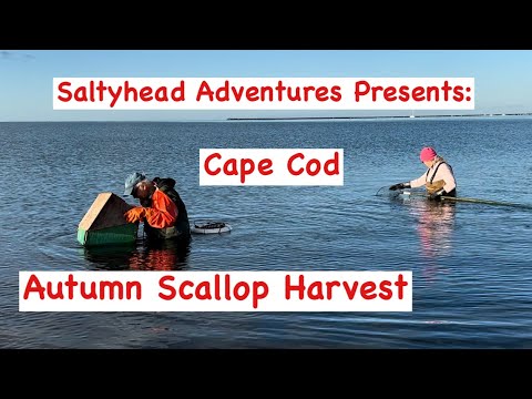 Autumn Scallop Harvesting on Cape Cod with Saltyhead - YouTube