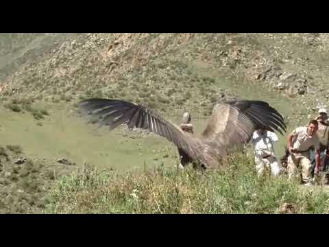 اضخم نسر في العالم - YouTube
