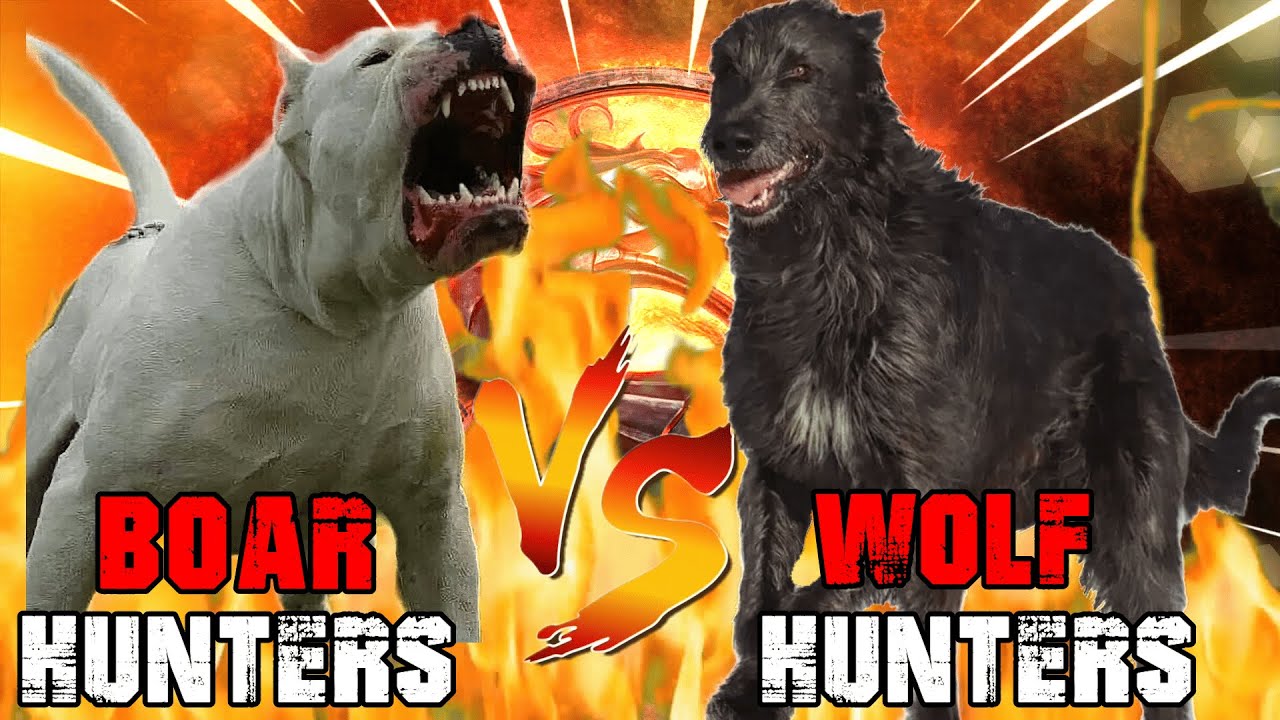 Dogo Argentino vs Irish Wolfhound | Irish Wolfhound vs Dogo Argentino | Guard Dog? | Billa Boyka ...