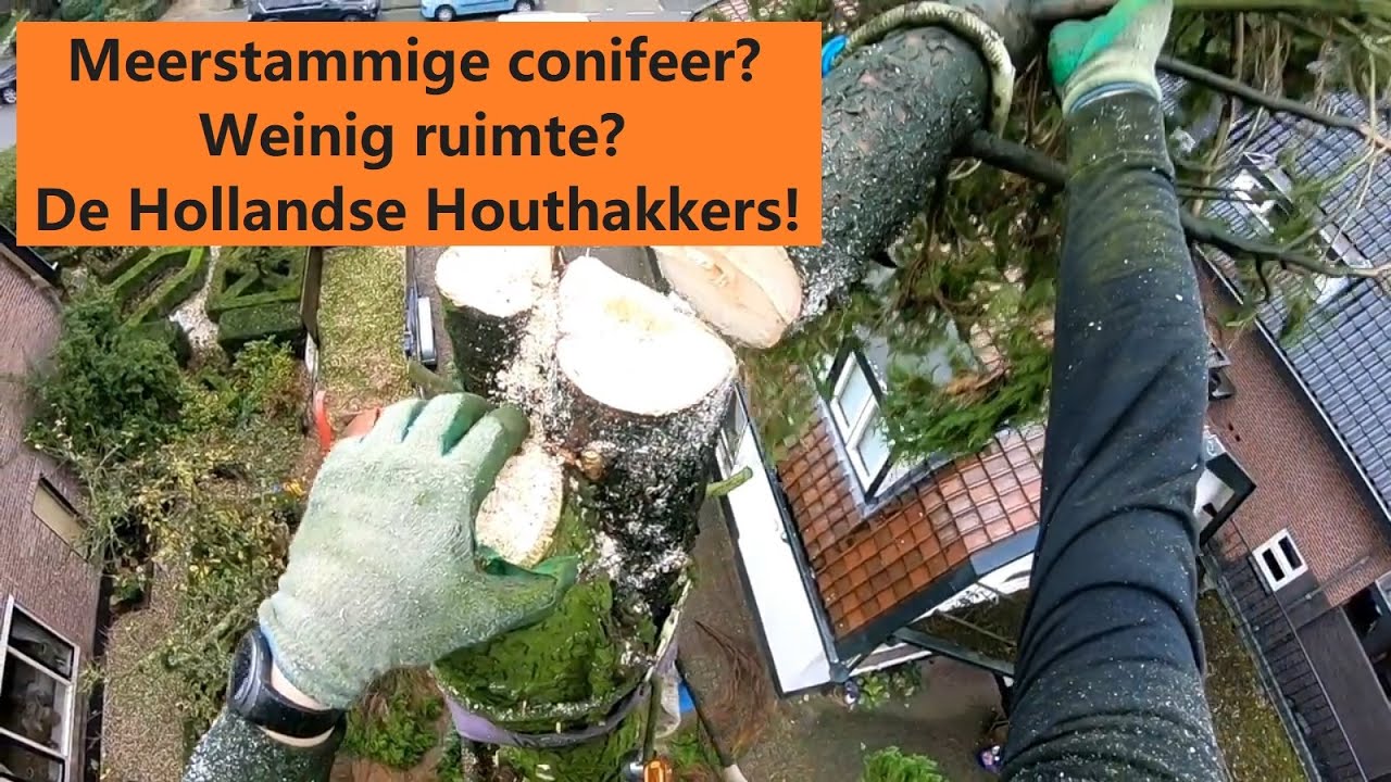 Meerstammige conifeer - Boom kappen met De Hollandse Houthakkers - YouTube