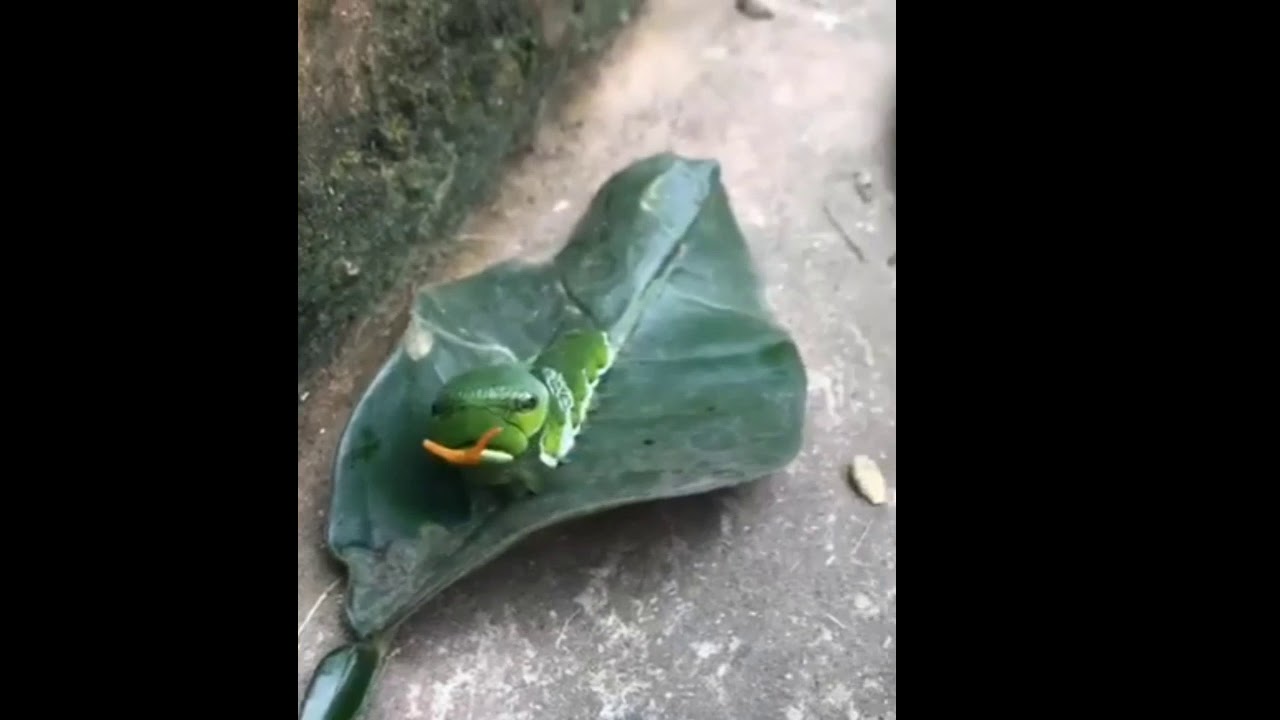 Vídeo de un Caterpie Real(100% real) - YouTube