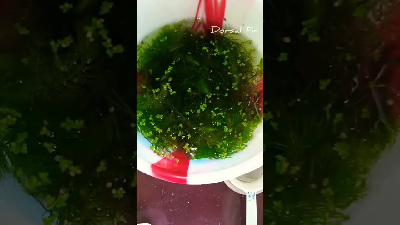 First food for Newborn betta fry #aquarium #bettafish #shorts #betta ...