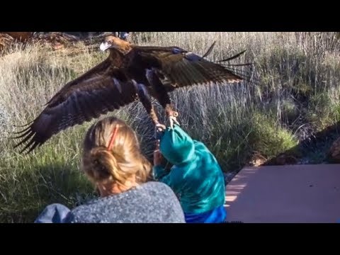 The Best of Eagle attacks Human and animals - YouTube