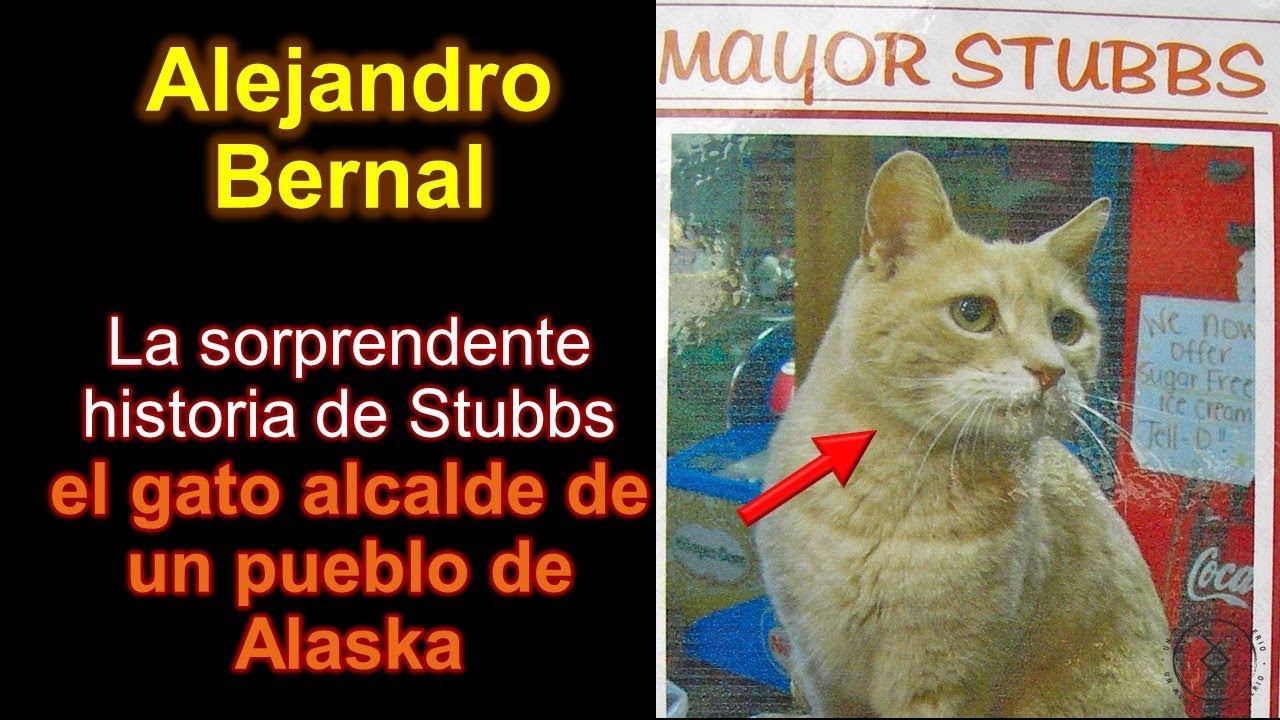 La sorprendente historia de Stubbs el gato alcalde de un pueblo de ...
