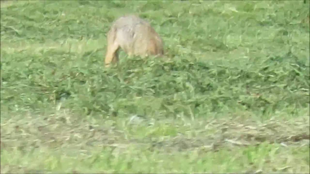 Coyote meets Groundhog - YouTube