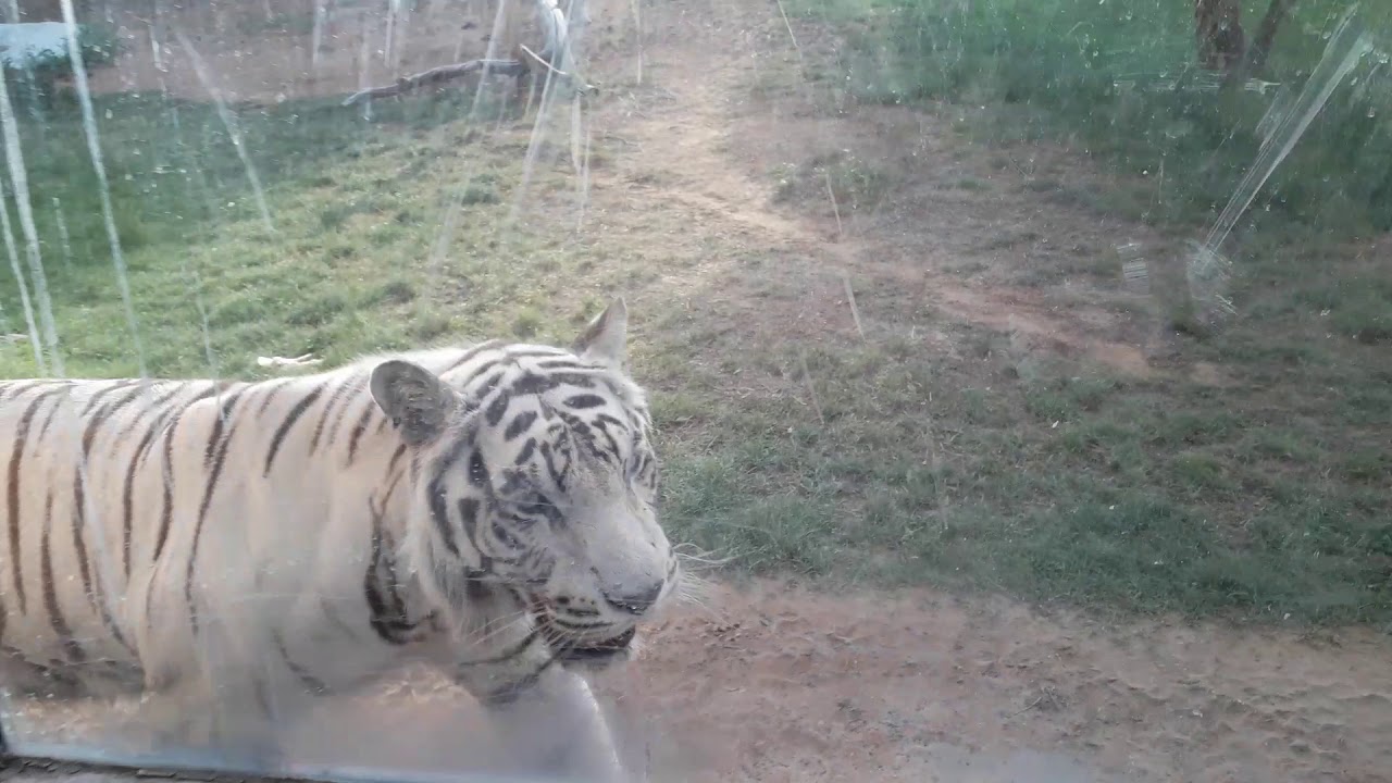 Tiger in zoo at uae alain - YouTube