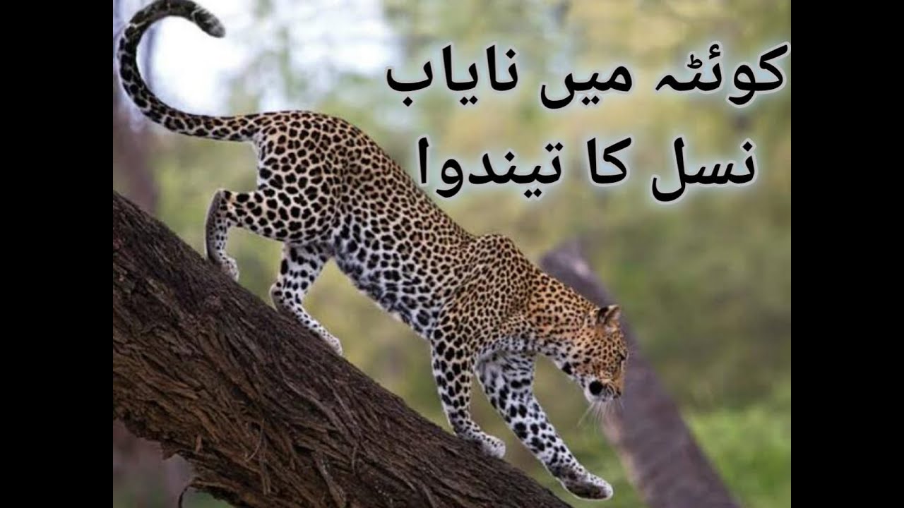Leopard found in Quetta | Balochistan | Pakistan | wildlife - YouTube