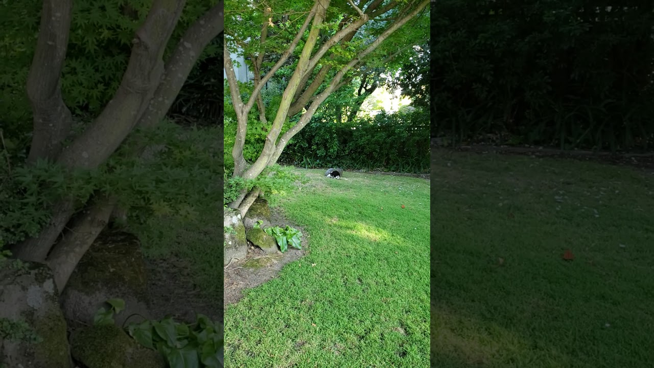 Free range bunny - YouTube