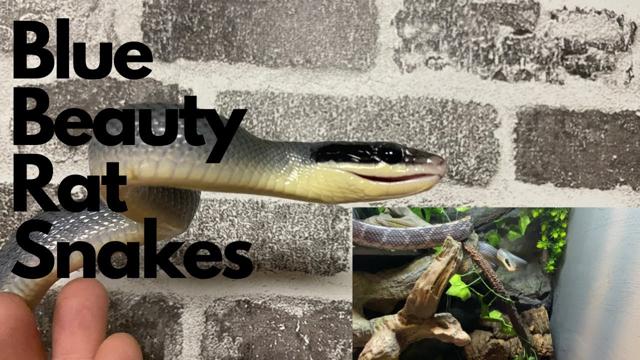 Vietnamese Blue Beauty Rat Snakes | Tips & Things to know - YouTube