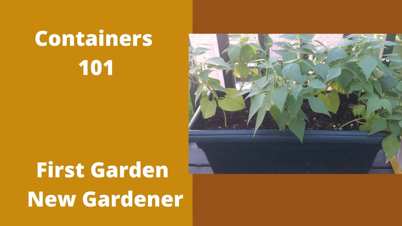Container gardening 101 - First Garden new gardener - YouTube