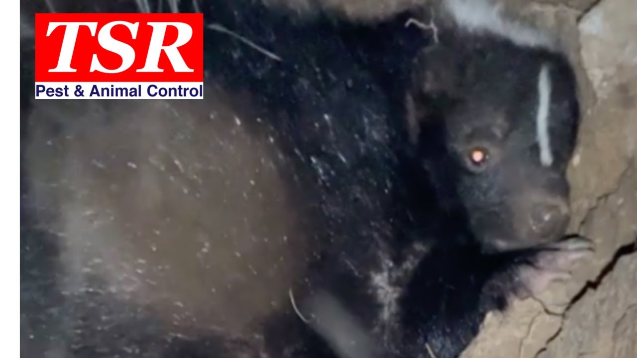 Rare footage from inside a skunk den - an amazing view of a skunk den ...
