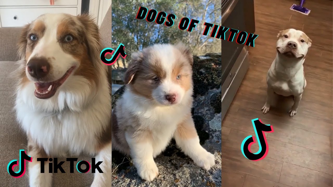 Cute and Funny Dogs Of TikTok (TikTok Dogs Compilation) - YouTube