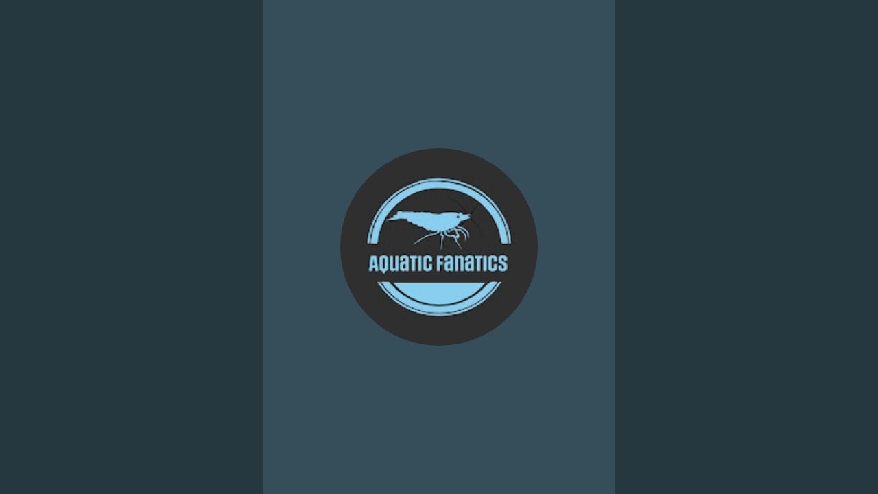 Aquatic Fanatics UK is live - YouTube