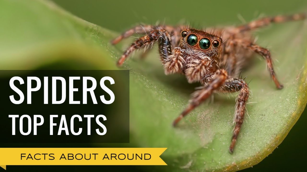 THOSE TERRIBLE SPIDERS: TOP FACTS - YouTube