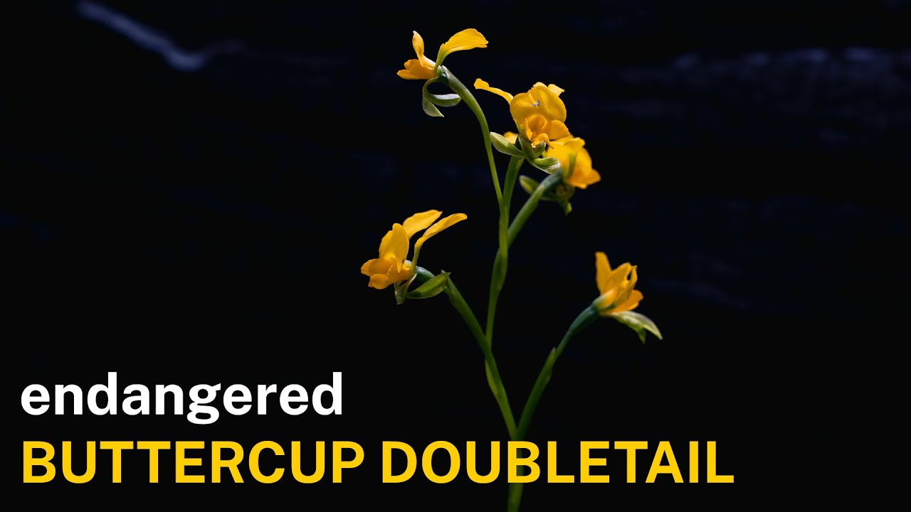 Hand pollinating a threatened orchid!? - Saving our Species: Field ...