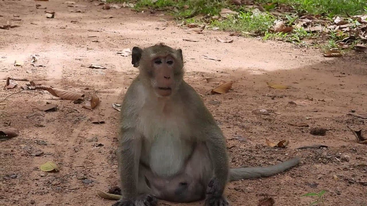 Let's talk Primates! Ex-King Donkey of Amber Troop. (Subtitles) - YouTube