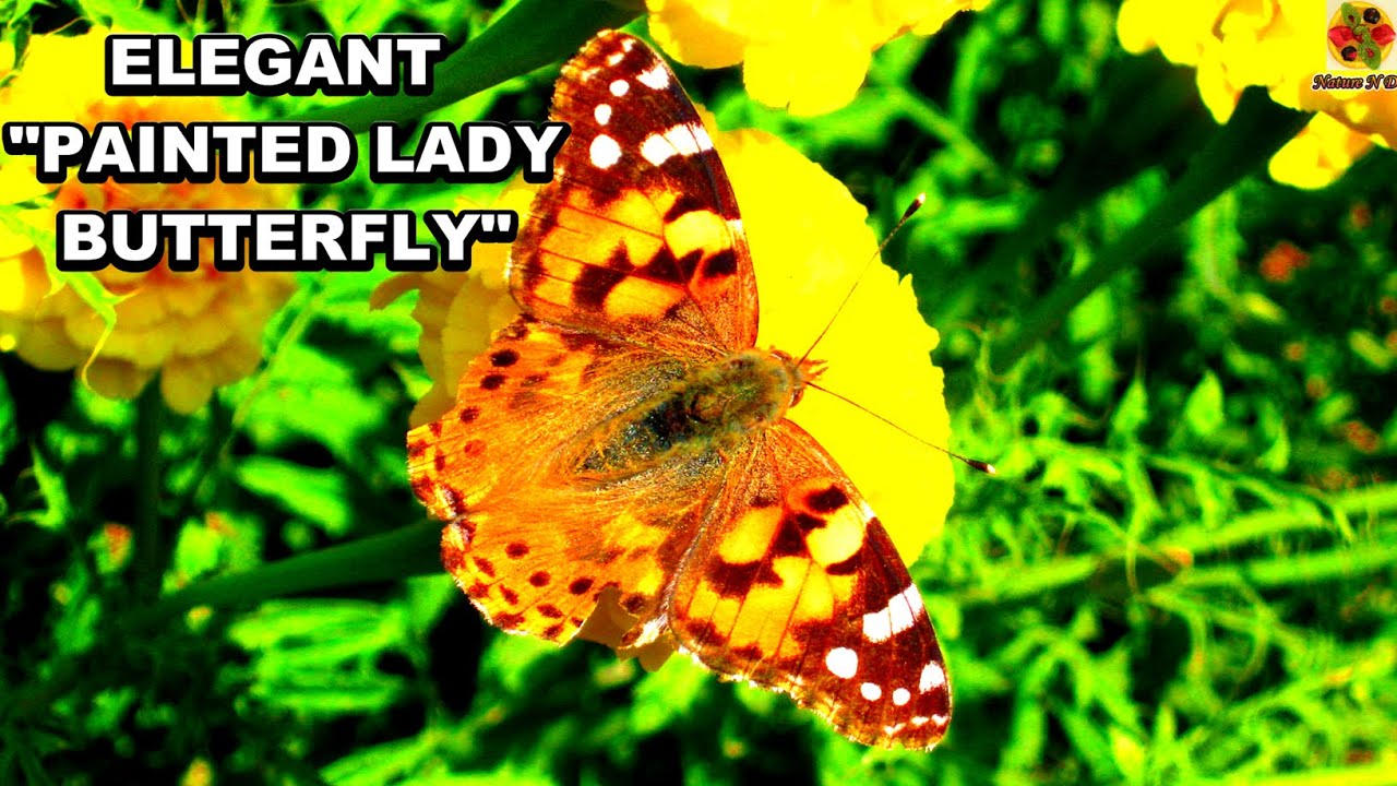 Fascinating Elegant "PAINTED LADY" Butterfly, Wildlife Documentary ...