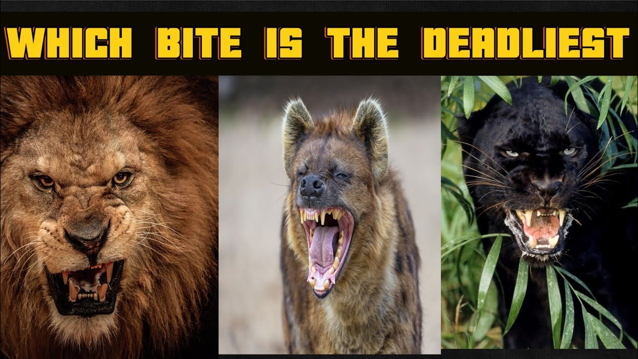 10 Animals With the Deadliest Bite Force - YouTube