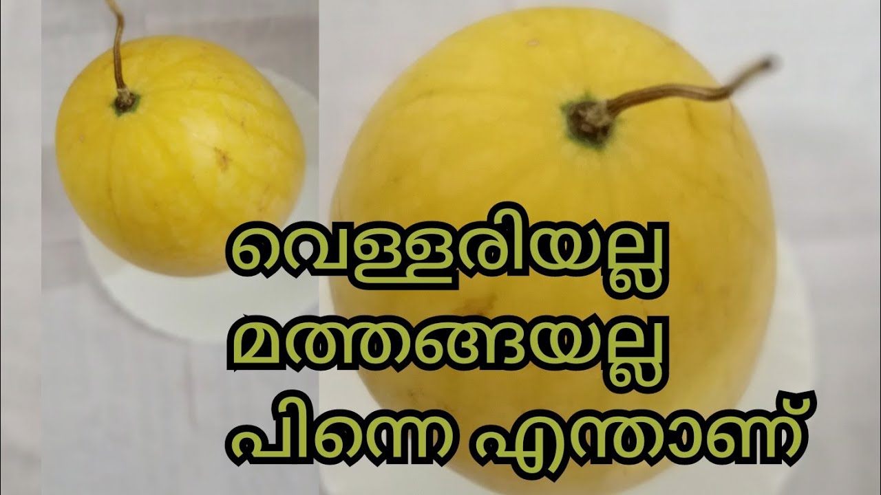 Puthiya inam Karinjapidi Vathakka Watermelon - YouTube