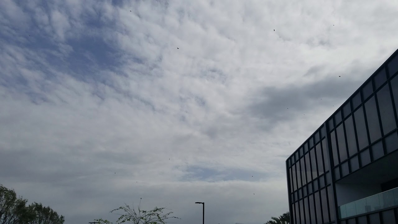 Butterfly migration 2019 - YouTube