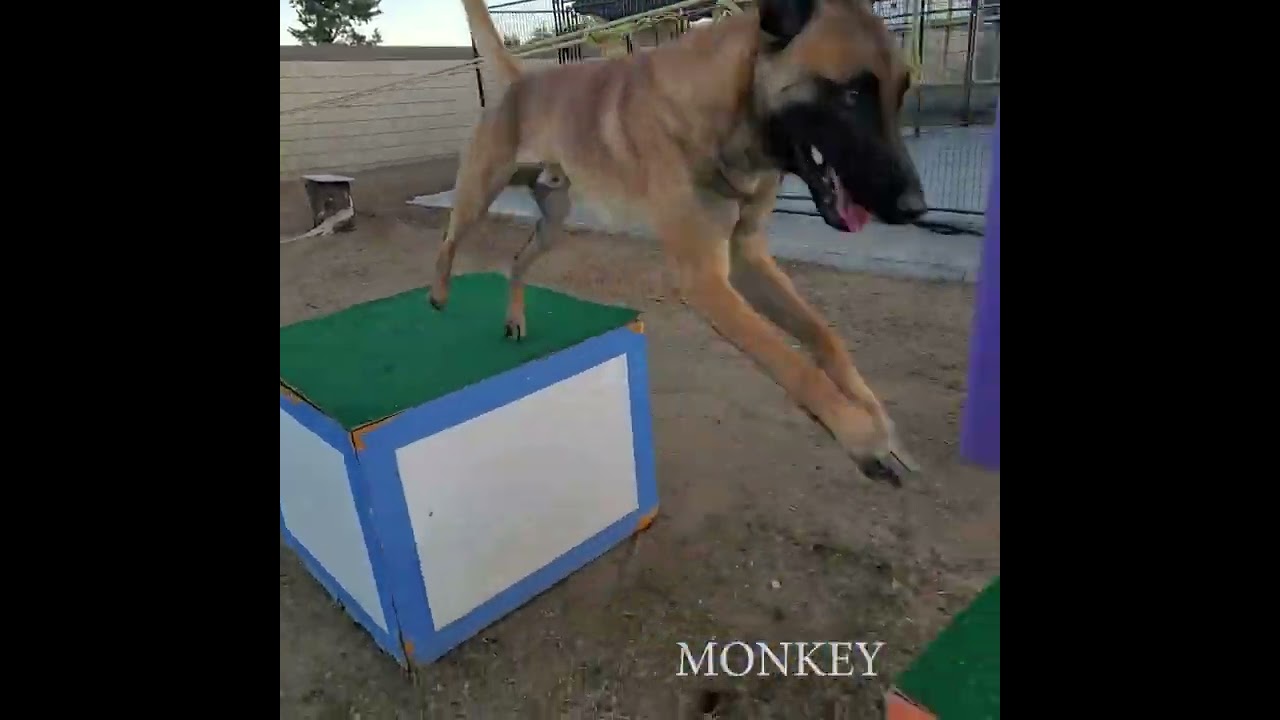 Monkey parkour run - YouTube