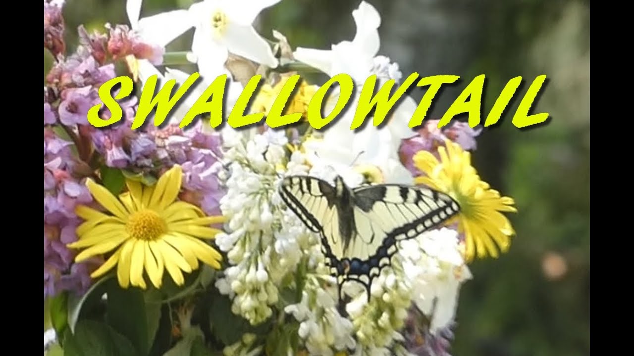 Swallowtail - YouTube