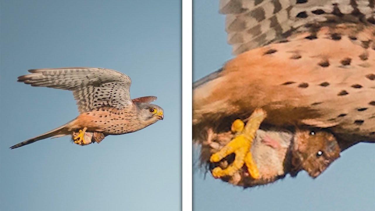 Poor Mouse Goes On Flight With Falcon // Wildlife Photography - YouTube