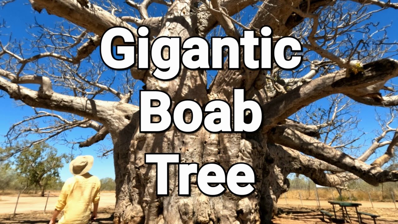 Inside Australia’s Giant Boab Trees - YouTube