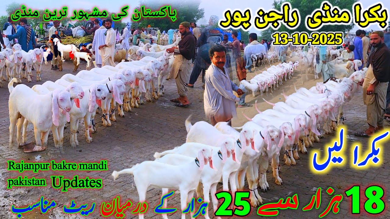 13 October 2025 bakray mandi rajanpur pakistan 2026 ky bakre | خریدار ...