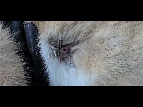 Botfly larvae removal from bunny - YouTube