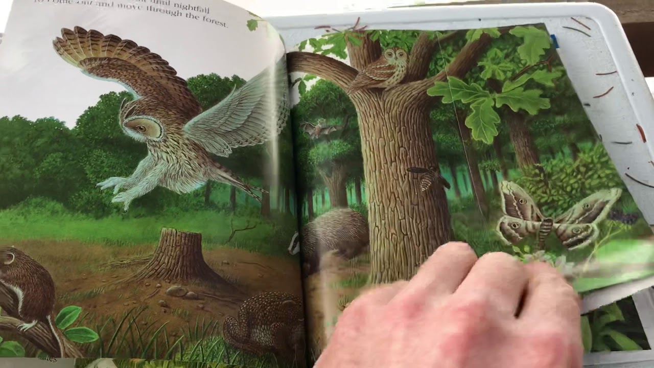 Animals All Around Us - GAPS K006 - YouTube
