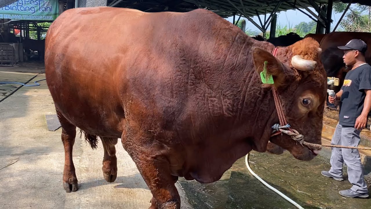 Sapi Terbesar Bintang Tani Farm‼️Jelang Qurban 2025🔥🔥 - YouTube