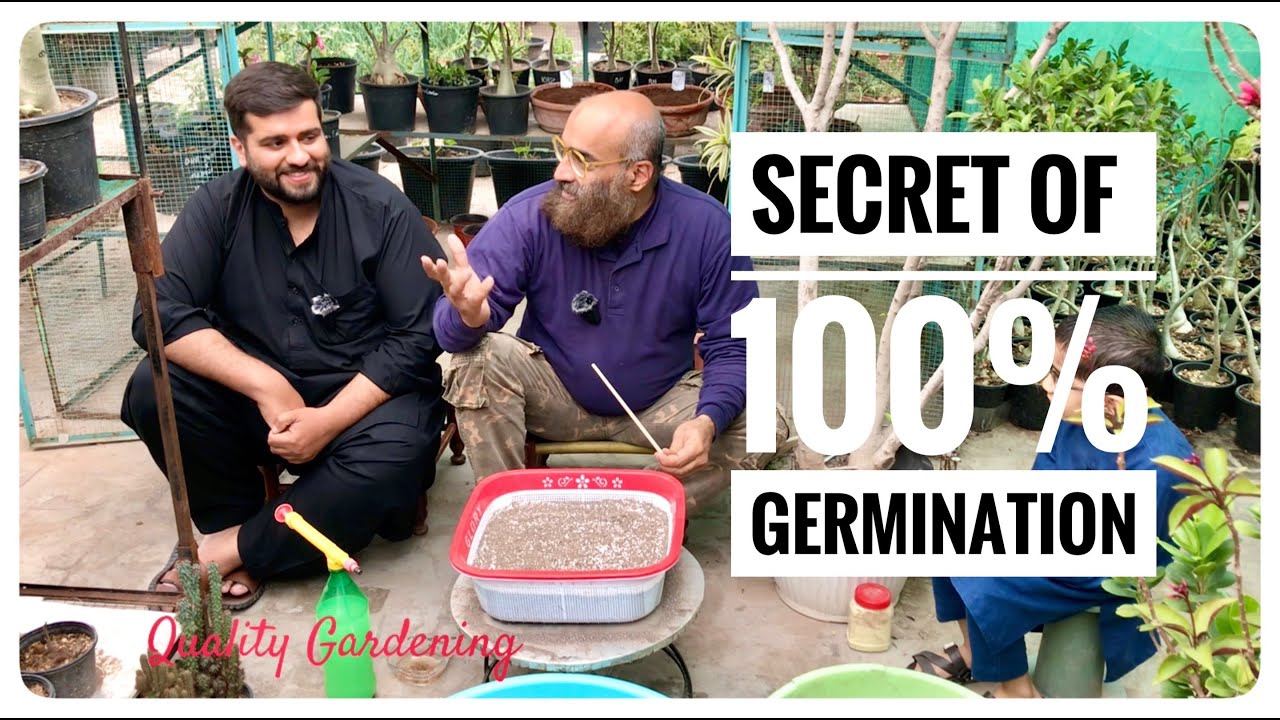 Adenium Seeds || 100% Germination || How to Grow Adenium Seeds || March ...