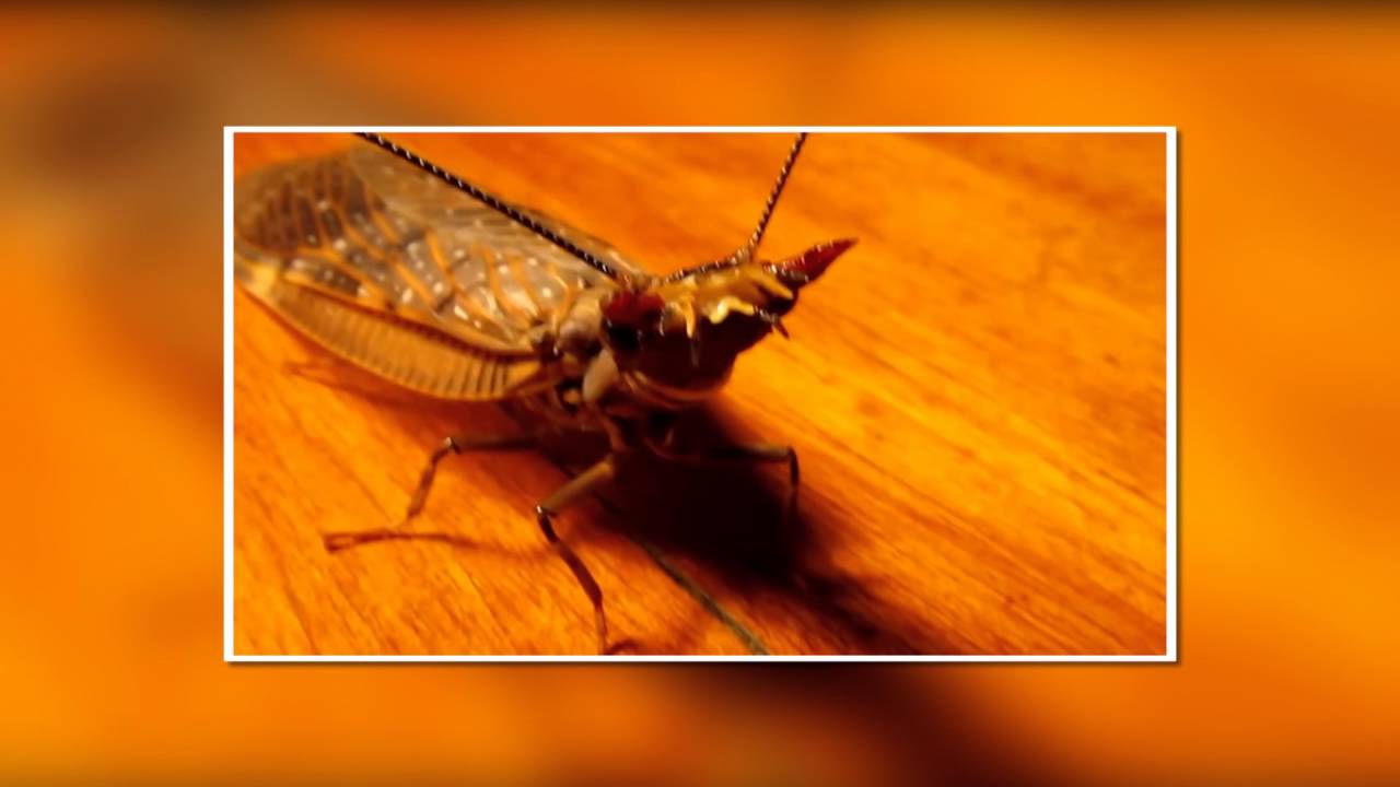 FENÓMENOS EXTRAÑOS: LA MACHACA - YouTube