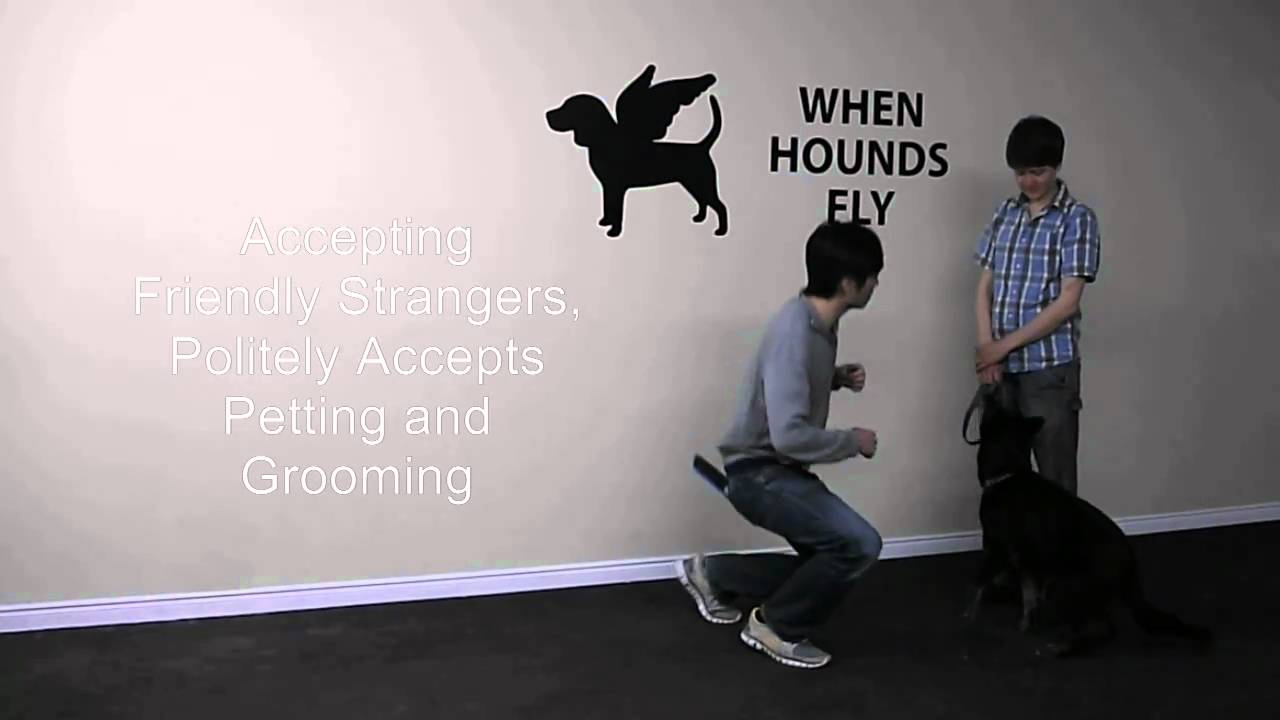 Canine Good Neighbour (CGN) Prep Class - YouTube
