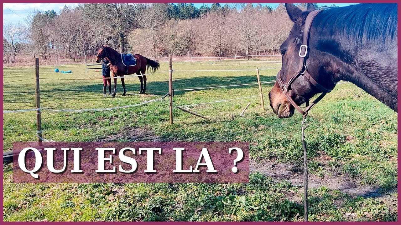 UN NOUVEAU DANS LE PRÉ 🐴 - On part profiter du soleil - YouTube