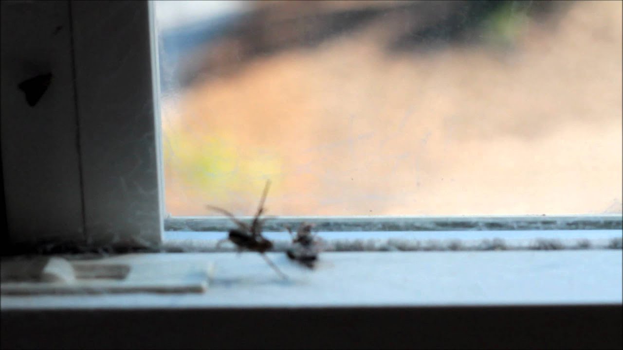 Jimmy the Spider - YouTube