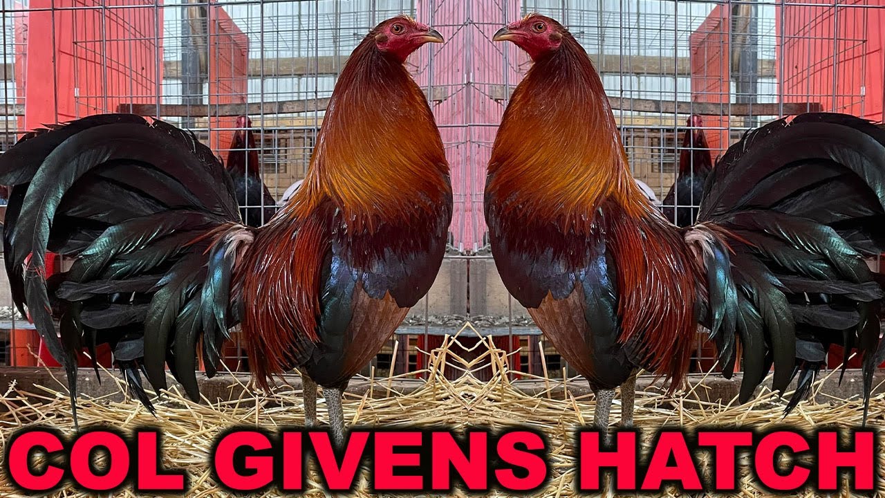 Pure Col Givens Hatch Asil Sweater Albany RED NEWARK FARM - YouTube