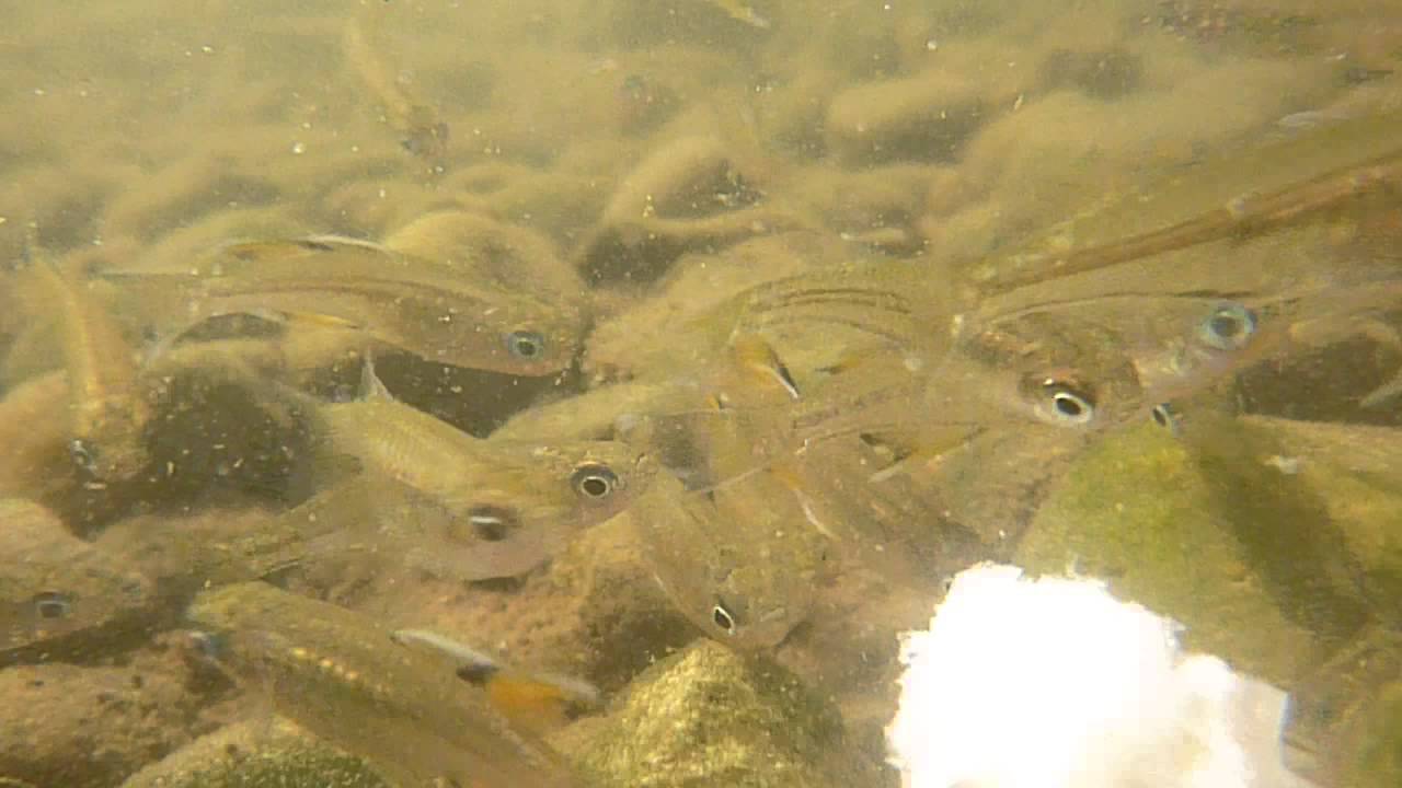 Pacific Blue Eyes - Pseudomugil Signifer in the Wild 3 - YouTube